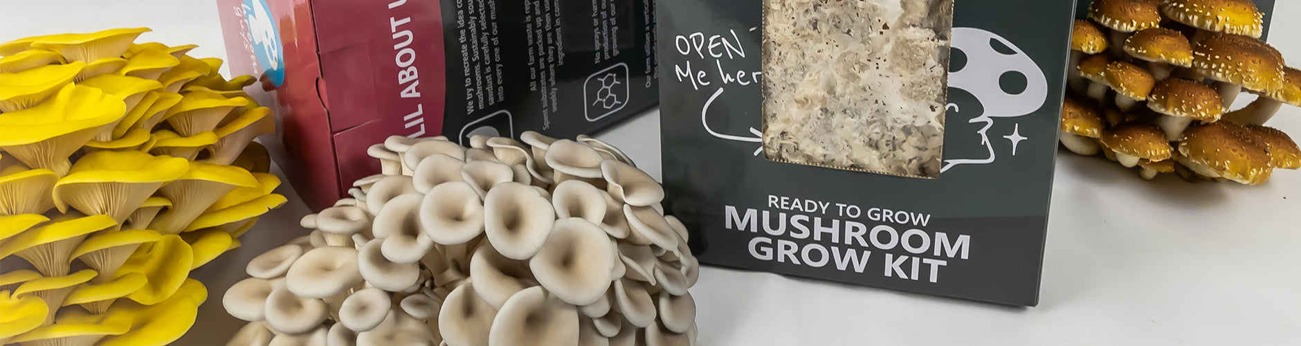 Grow-Your-Own Mushroom Kit Instructions – The Mushroom Guys